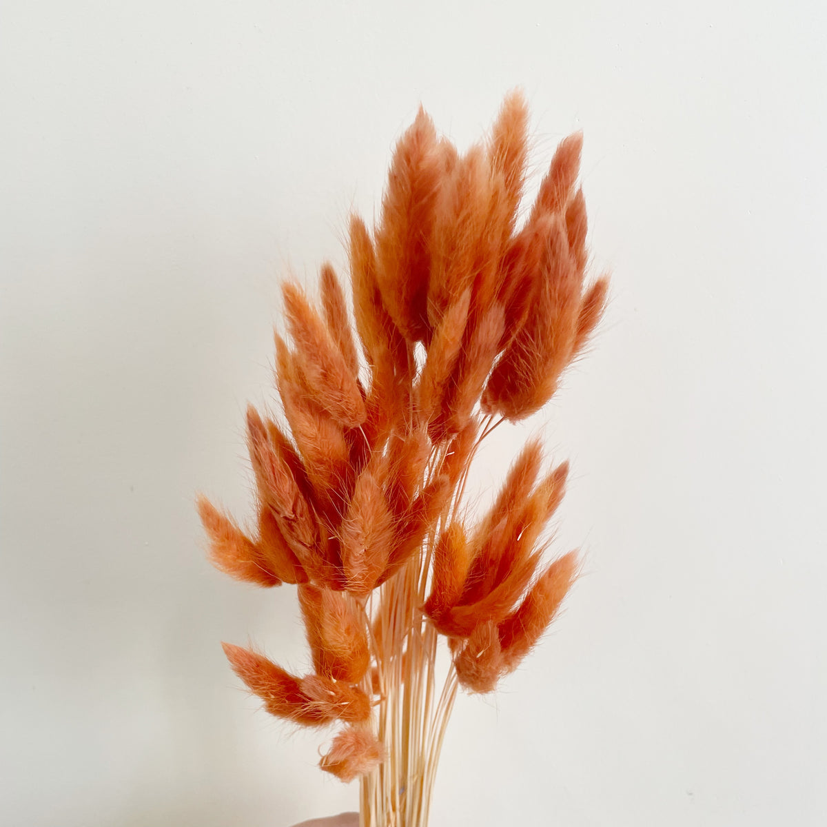 Bunny Tails- Rust – Native Apothecary
